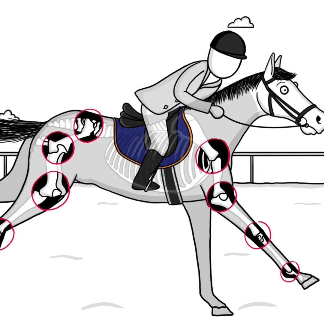 Watch Video On Joints – Cavalor Equicare